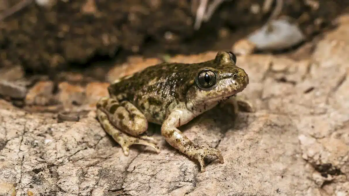 Cazadores andaluces ayudan a sobrevivir a una especie de sapo amenazado ...