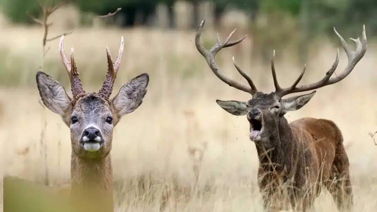 ¿Qué diferencia hay entre un corzo y un ciervo?