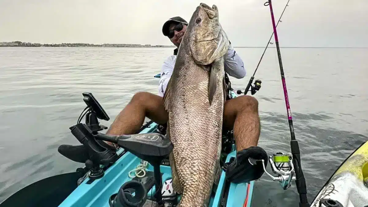 Un joven sevillano pesca una increíble corvina de 42 kilos en Huelva