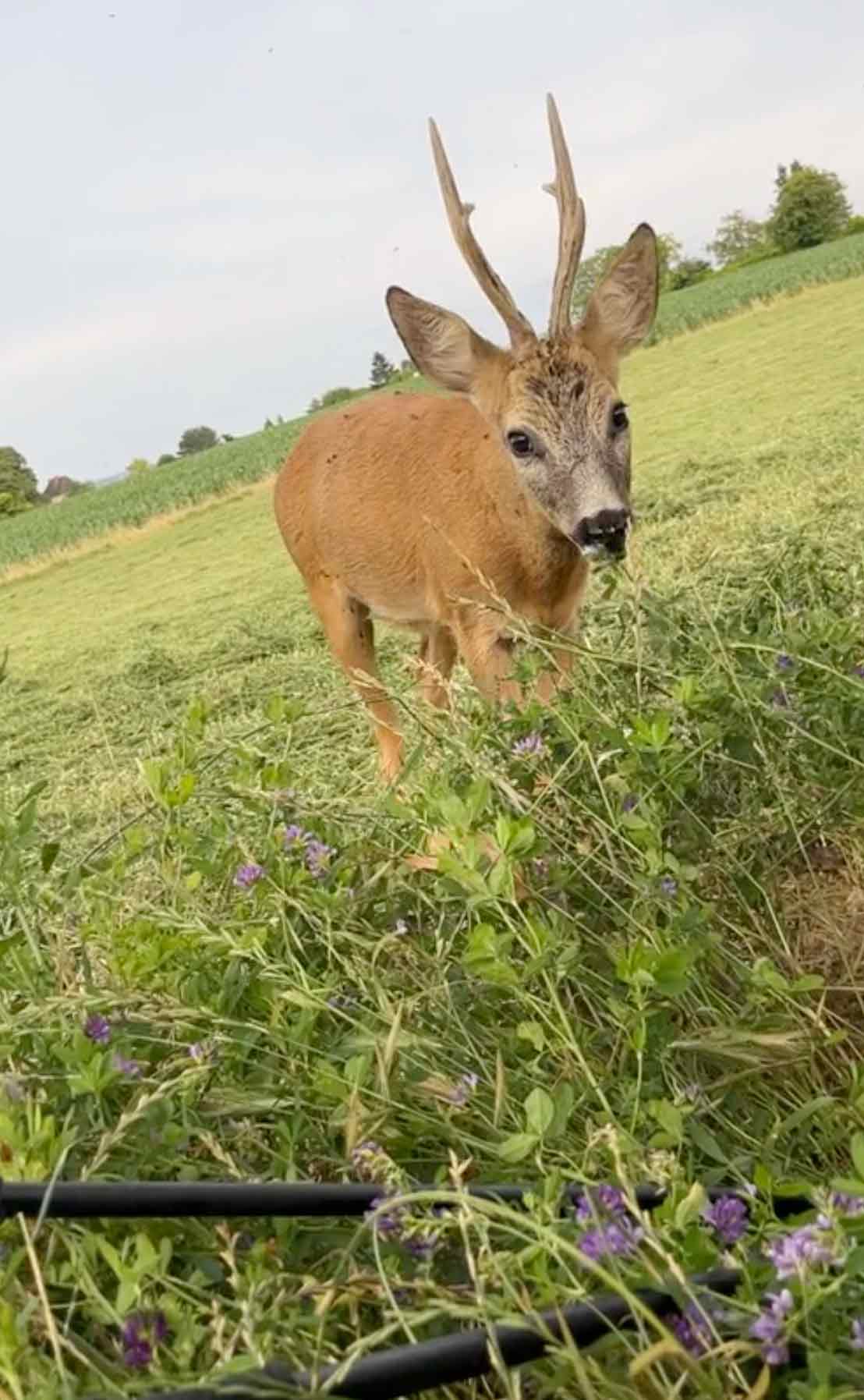 Un corzo se acerca sin darse cuenta a solo unos centímetros de este cazador