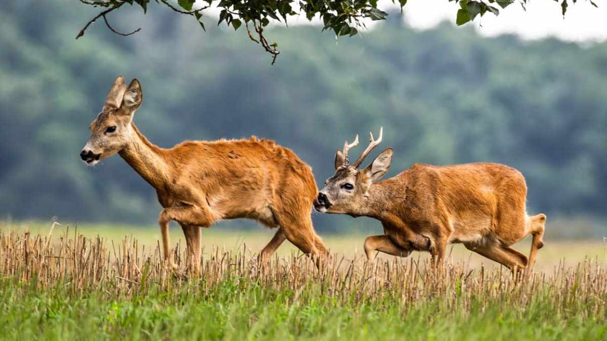 Cómo utilizar un reclamo de corzo en el celo para hacerte con ese macho ...