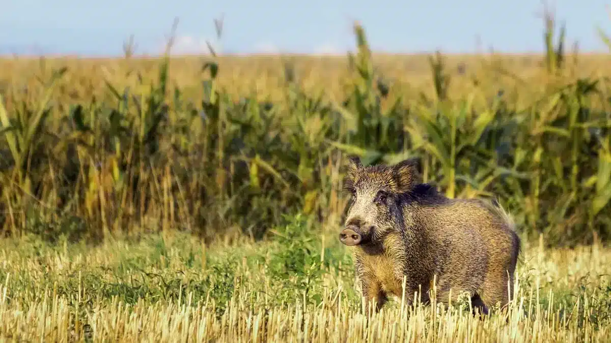 Daños provocados por el jabalí ¿A quién reclamo?