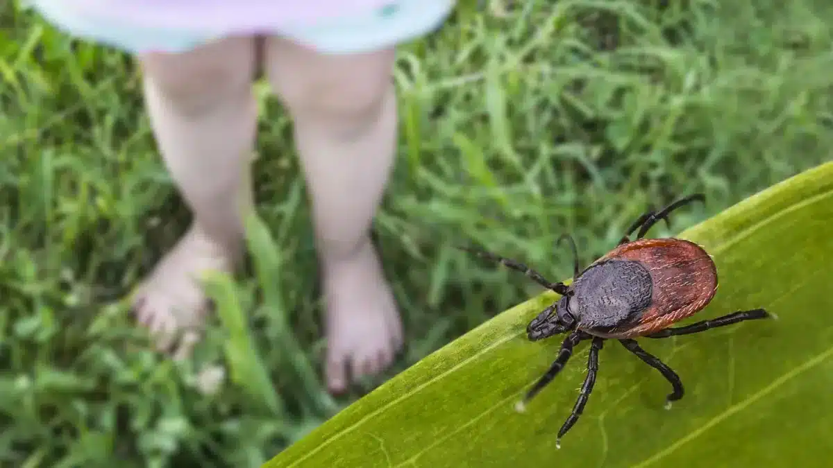 ¿Cuándo y dónde es más probable la picadura de la garrapata Ixodes ricinus?