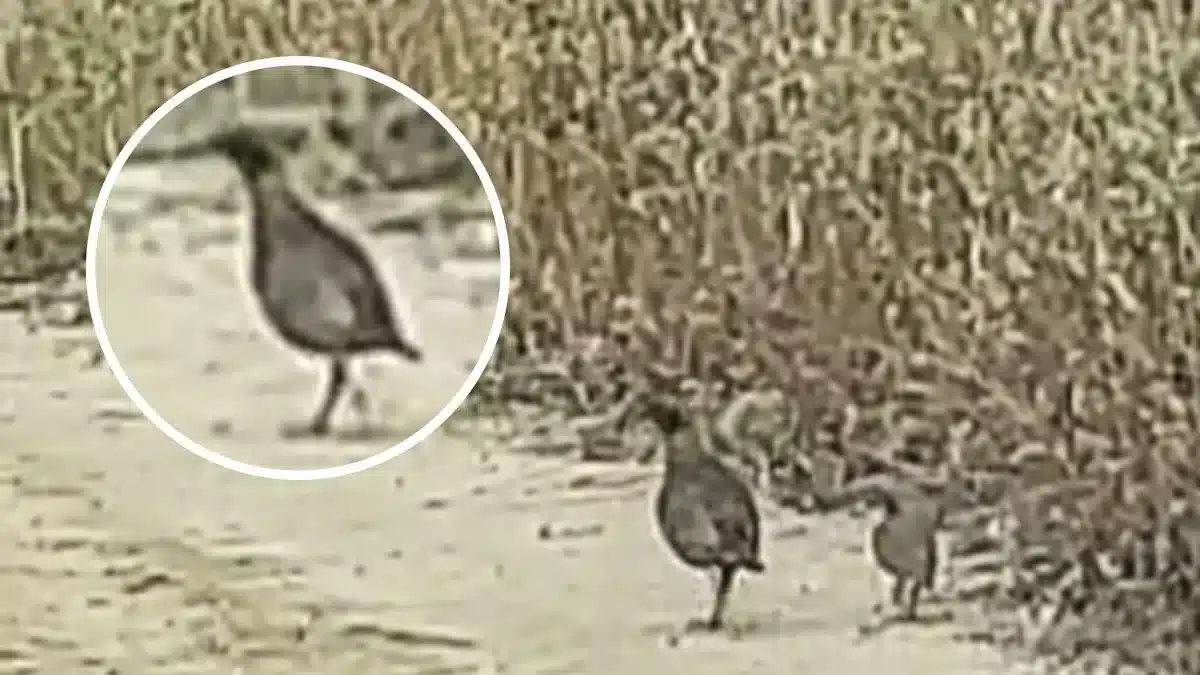 Descubren en Toledo un ejemplar de perdiz roja con la cabeza negra