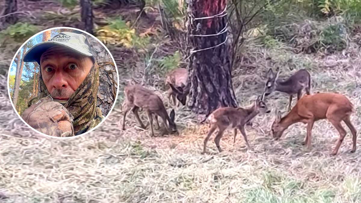 Sorprendente avistamiento: un cazador graba una corza con cuatro ...