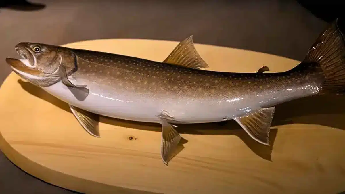 Cómo se diseca un pez, paso a paso