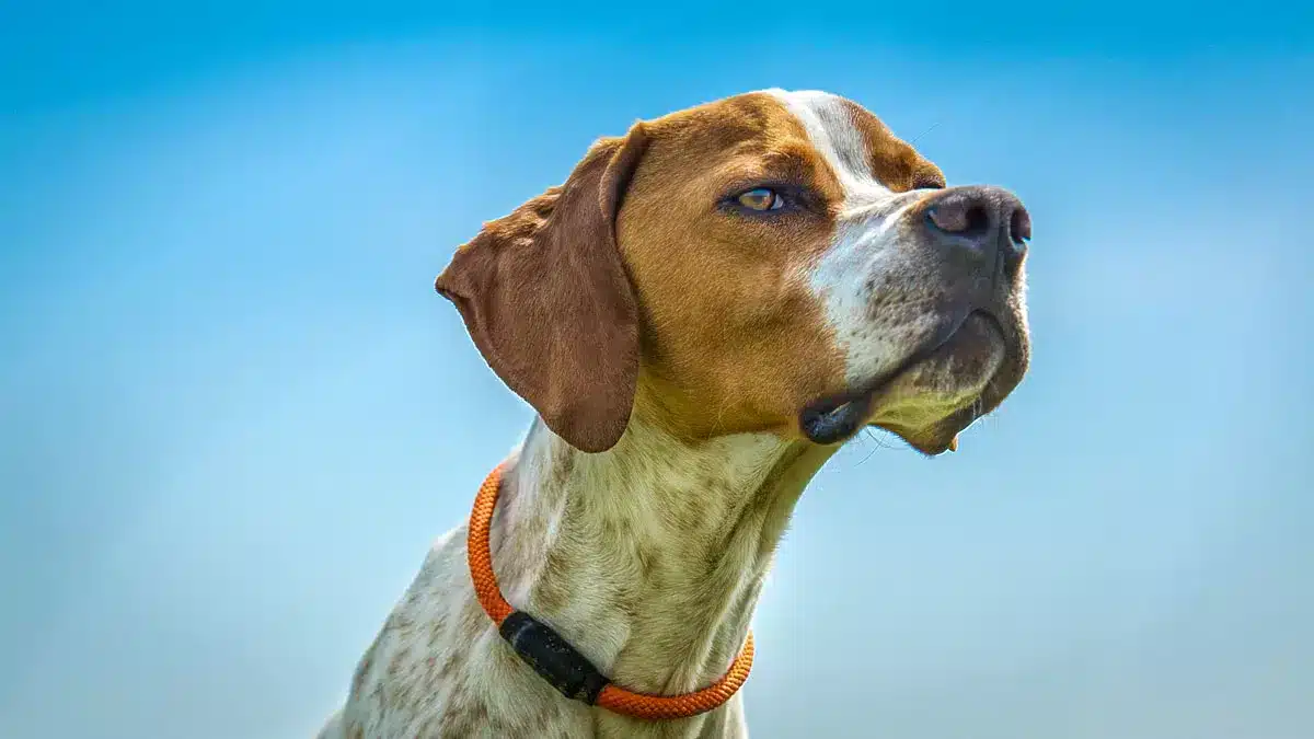 Tres perros de caza perfectos para cazar en media veda