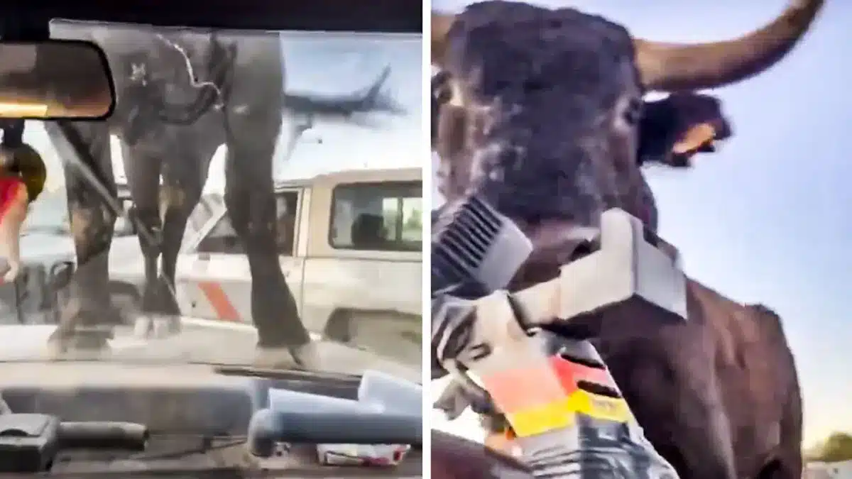 Un toro bravo de 500 kilos se sube al capó de un 4x4 lleno de gente