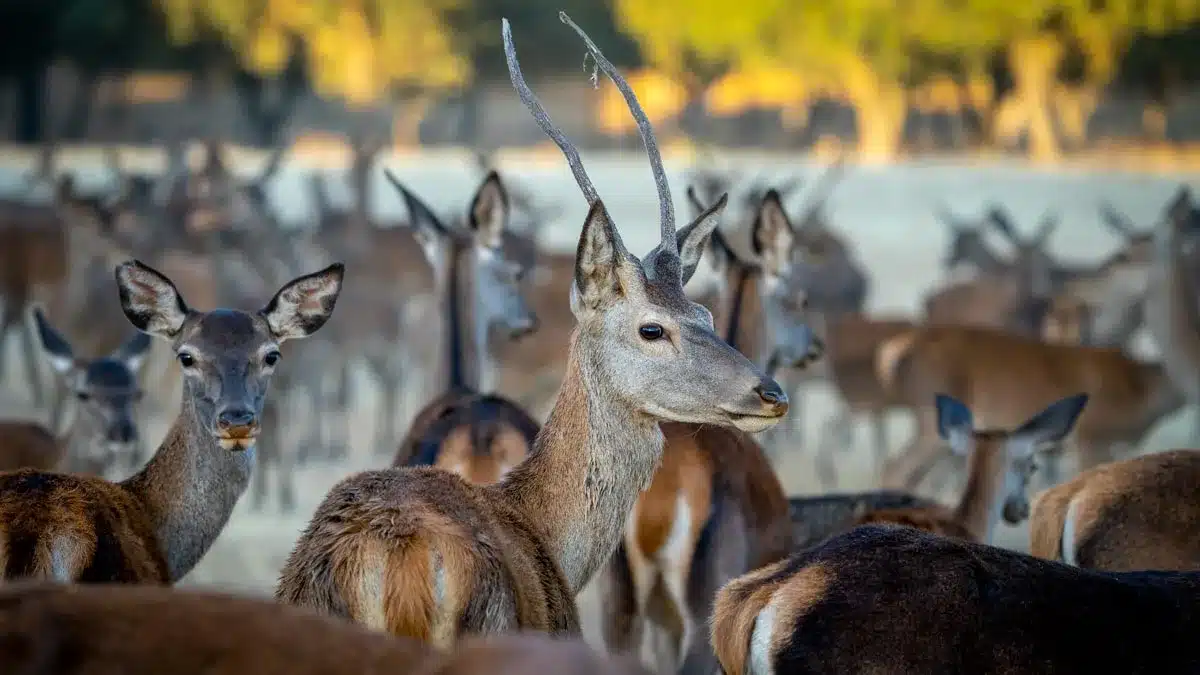 Los ciervos se 'comen' el Parque Nacional de Cabañeros mientras los ...