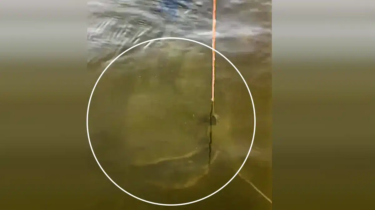 Un pescador muestra el momento en el que emerge del agua un auténtico ...