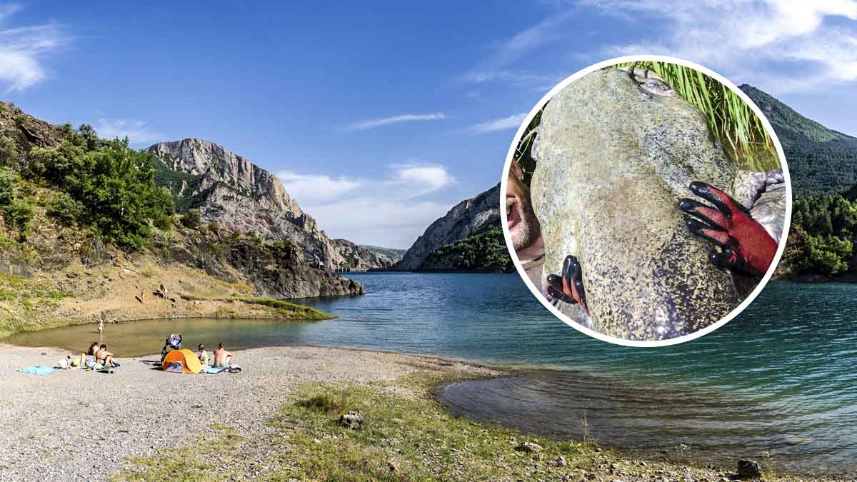 Así es el pez capaz de comerse a un perro que está invadiendo zonas de ...