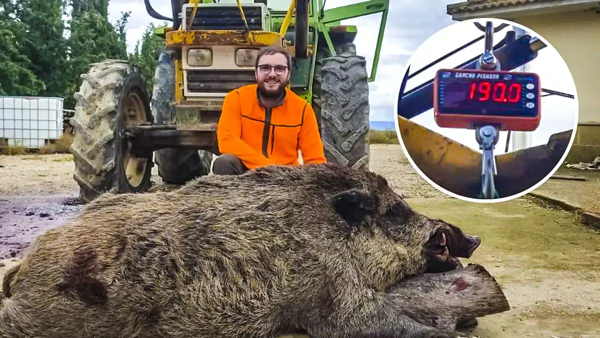 Cazan el que podría ser el jabalí más grande de España en Zaragoza: un ...