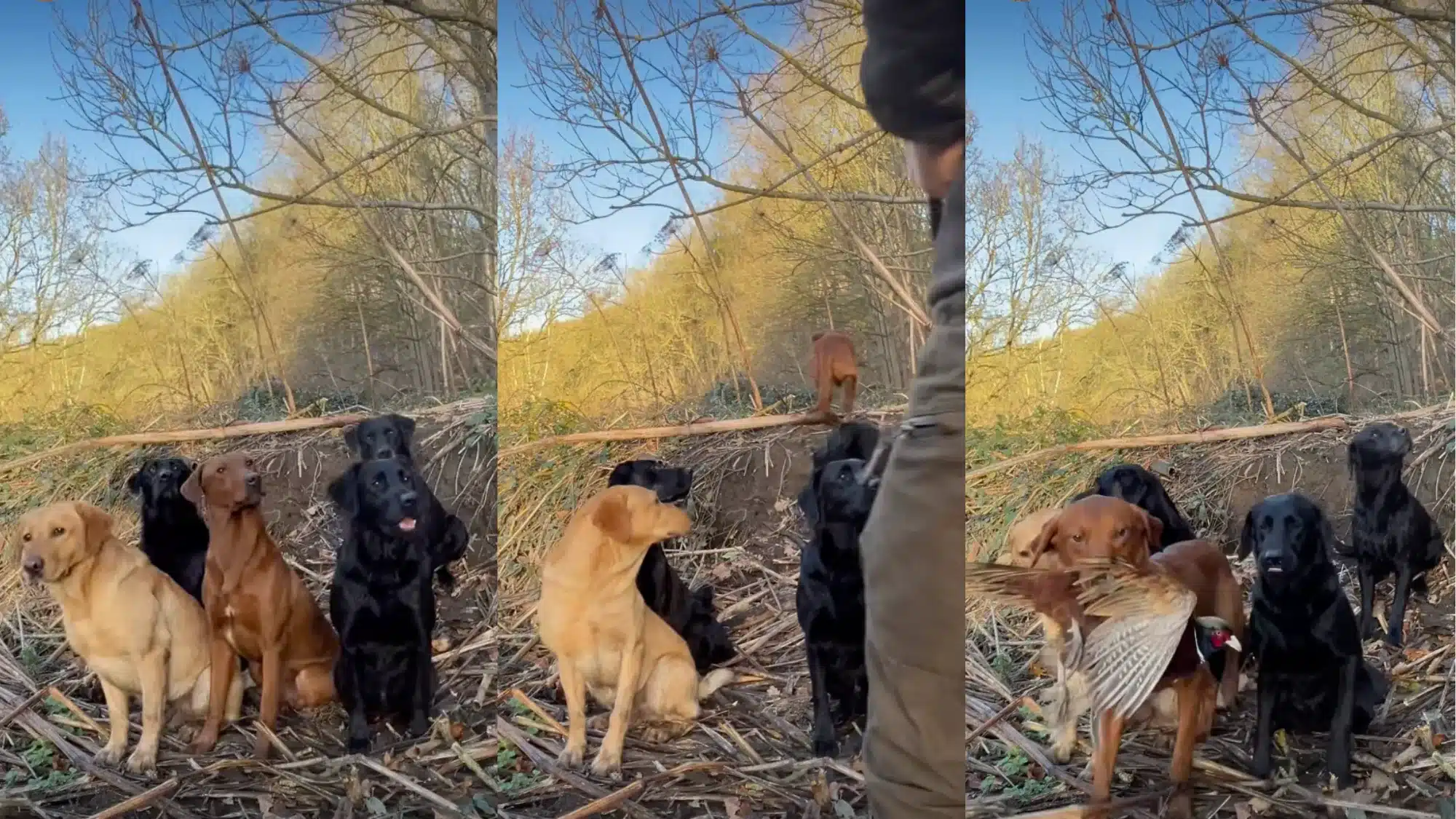 Estos cincos perros de caza demuestran por qué el labrador retriever es una de las mejores razas ...