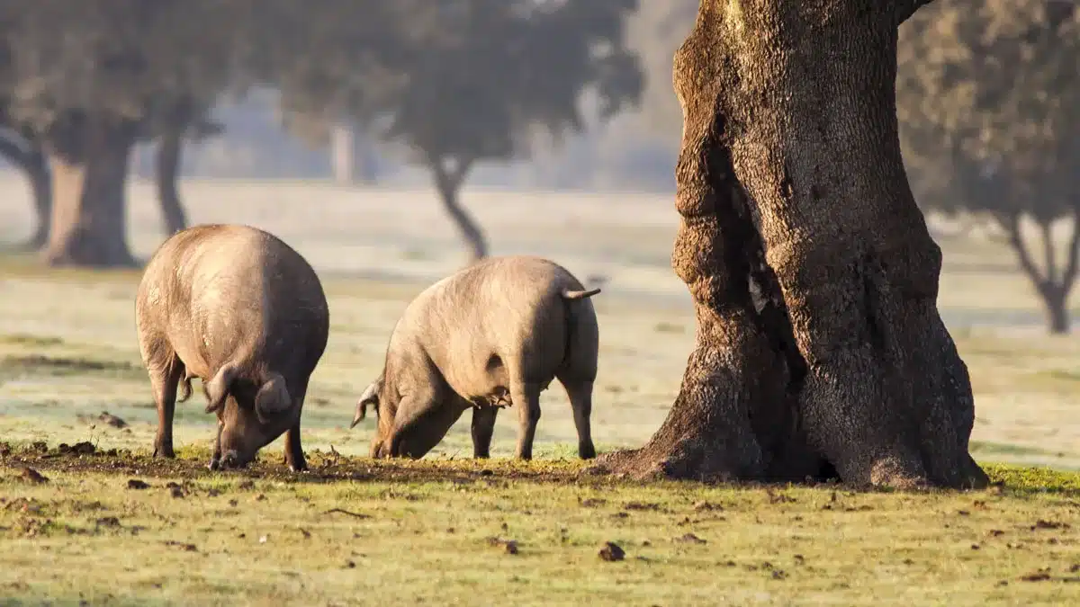 Hoy es San Martín y este es el origen de la conocida frase: «A todo cerdo le llega su San Martín»