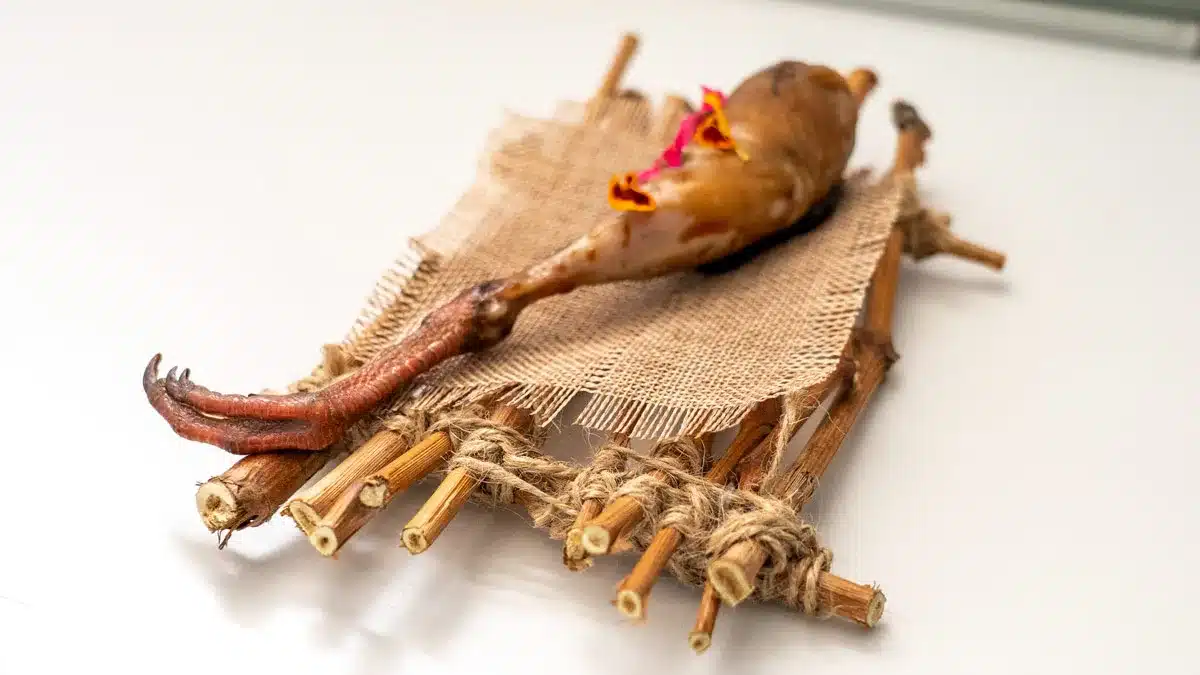 «La carne de caza es un salvavidas en medio de la tiranía del pollo y ...