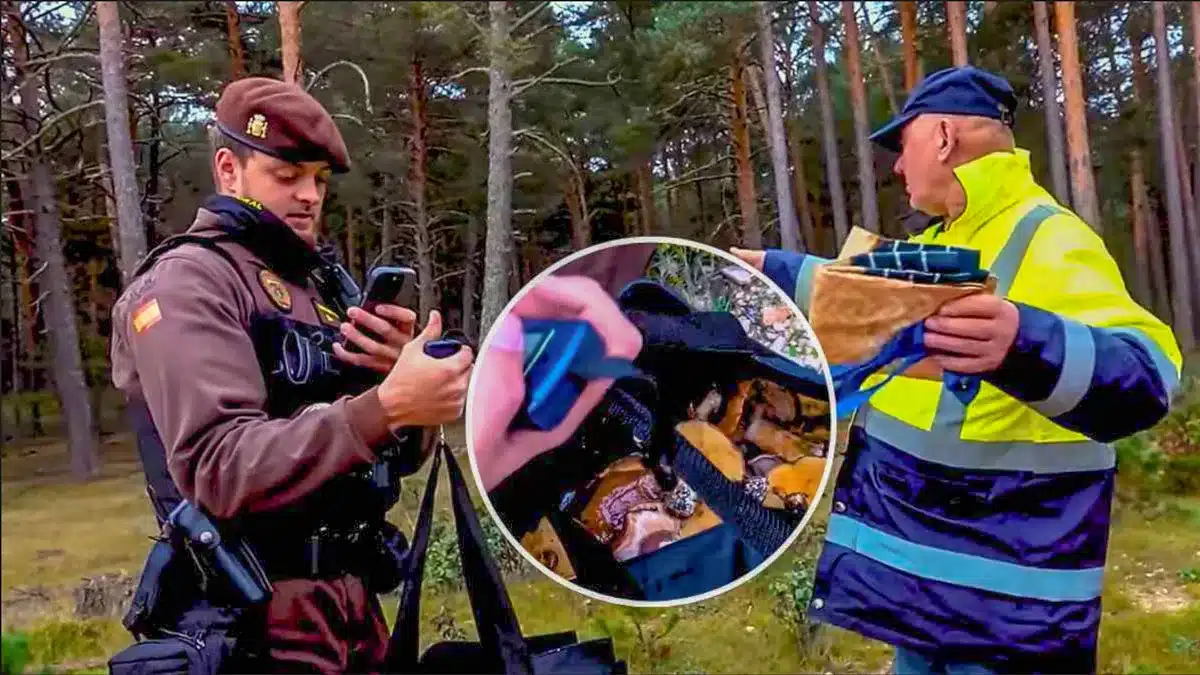 Un guarda rural pilla a un hombre cogiendo 22 kilos de setas sin ...