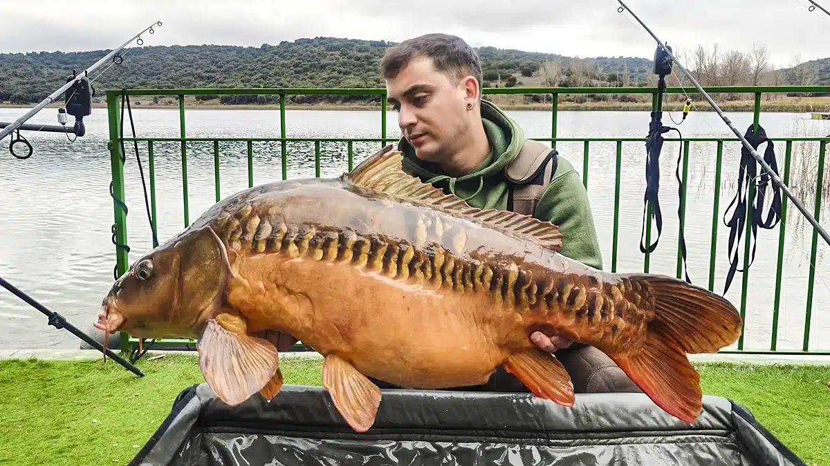 Capturan una preciosa carpa royal lineal en una laguna de Castilla-La ...