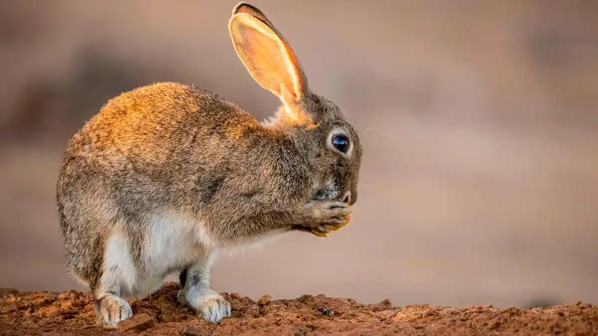 Investigadores extremeños desarrollan un pienso para inmunizar a los ...