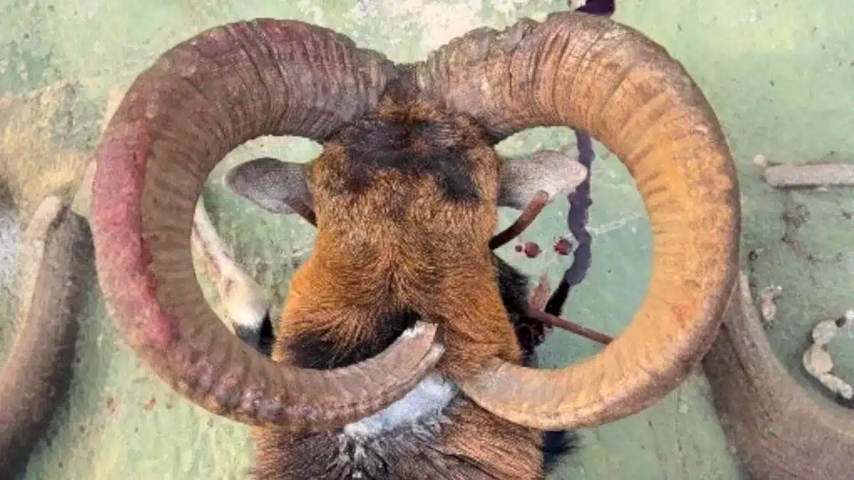 Cazan un enorme muflón cuyos cuernos se le clavaban en el cuello