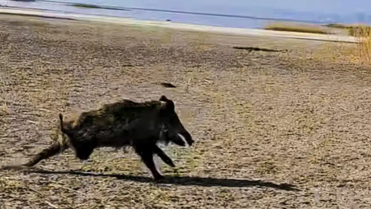 Graban a un jabalí con solo tres patas corriendo a toda velocidad ...