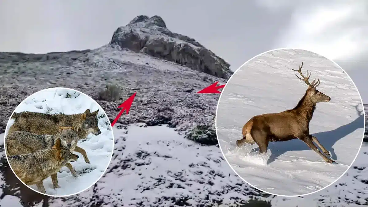 Un vecino de León se topa con un espectáculo natural único: cuatro ...