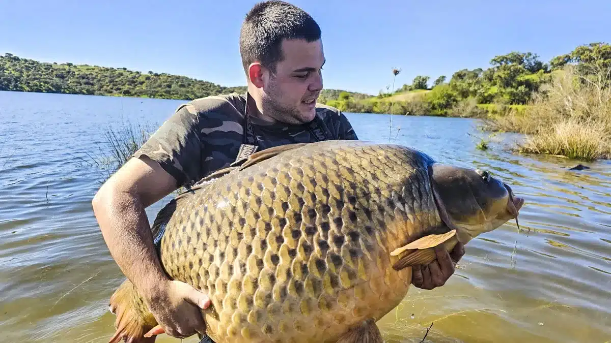 Capturan en Orellana una carpa monstruosa de 36,740 kilos: «El pez de ...