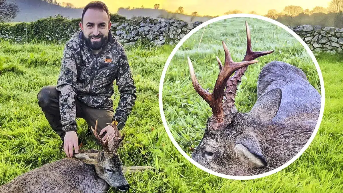 Cazan un corzo con un llamativo perlado en Asturias