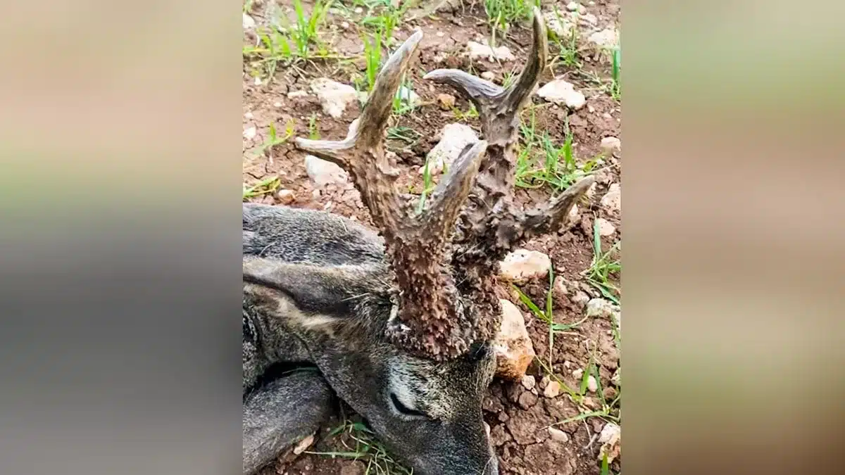 Cazan en Cuenca un excepcional corzo que se cuela entre los récords de ...