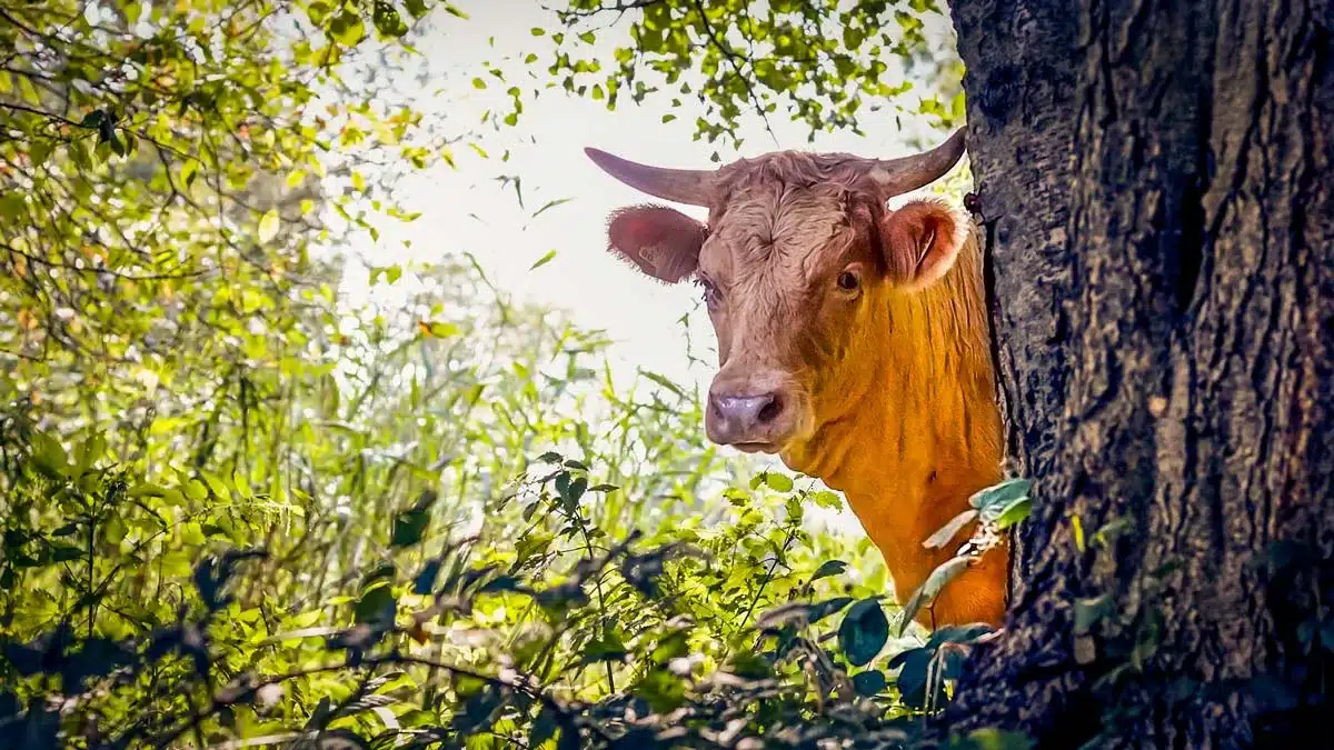 Aparecen vacas semisalvajes fuera de control en los montes de Navarra ...