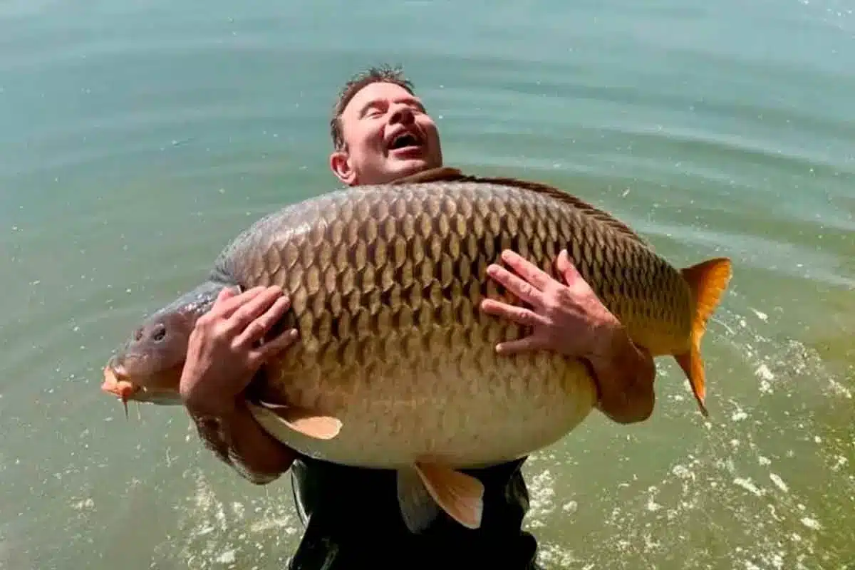 Pescan la mayor carpa del planeta tierra: un enorme pez del tamaño de ...
