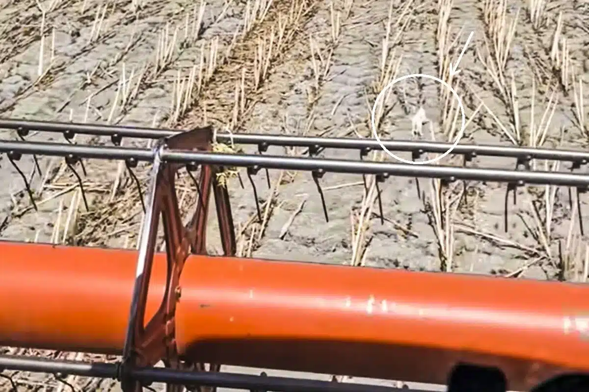 Un agricultor de Sevilla descubre un animal único mientras cosecha ...