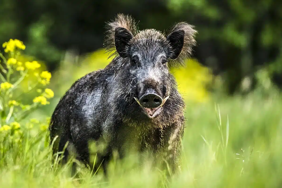 Las garrapatas de los jabalíes pueden transmitir babesiosis y ...