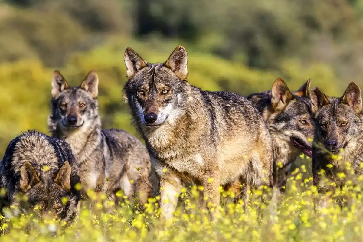 El Gobierno reconoce que el estado de conservación del lobo es ...