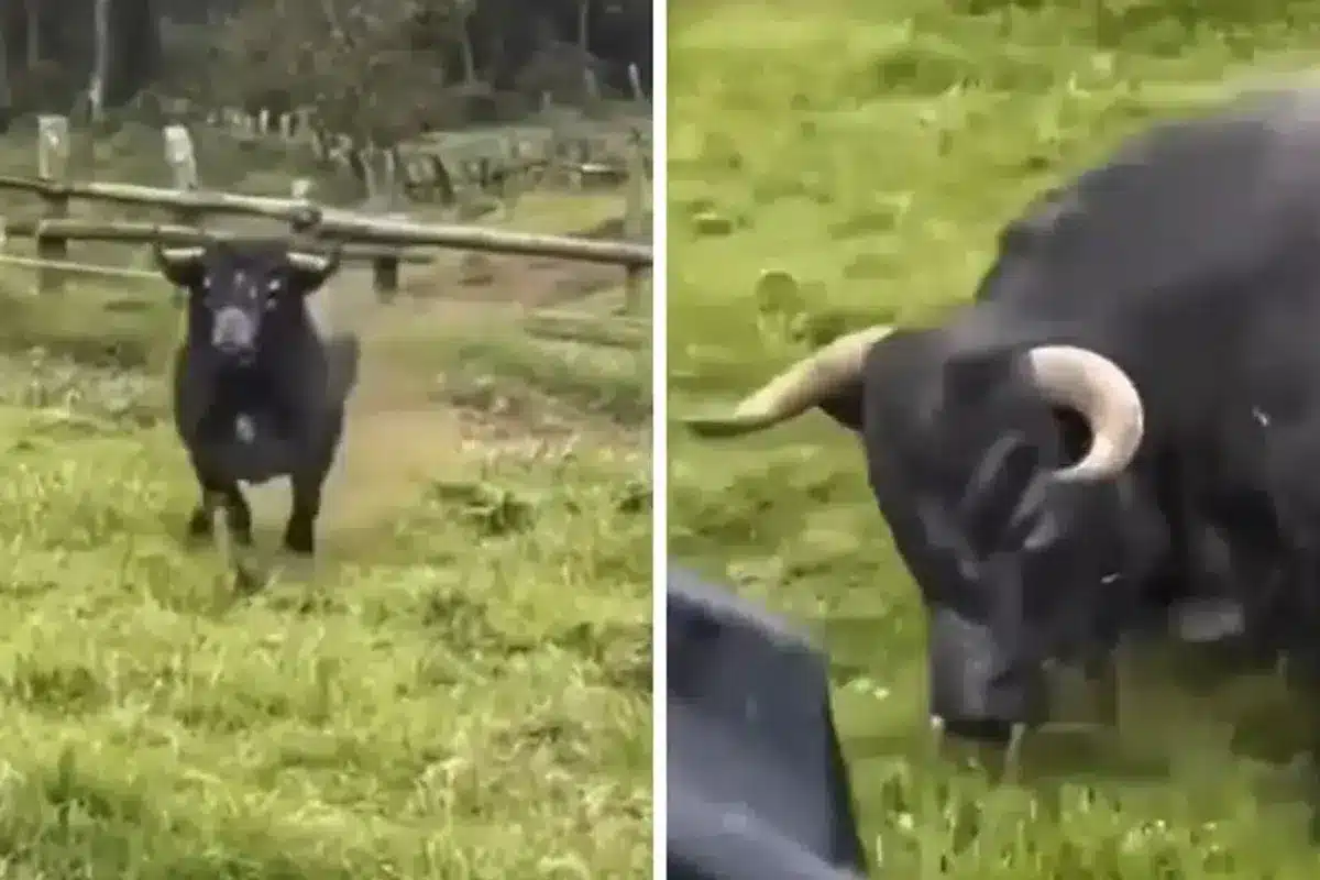 Un toro bravo de 500 kilos se arranca en mitad del campo hacia un tractor