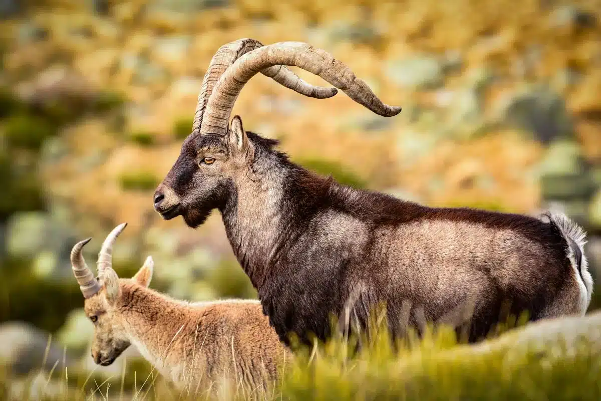 Cazadores de Aragón crearán una bala que cura en lugar de matar para ...
