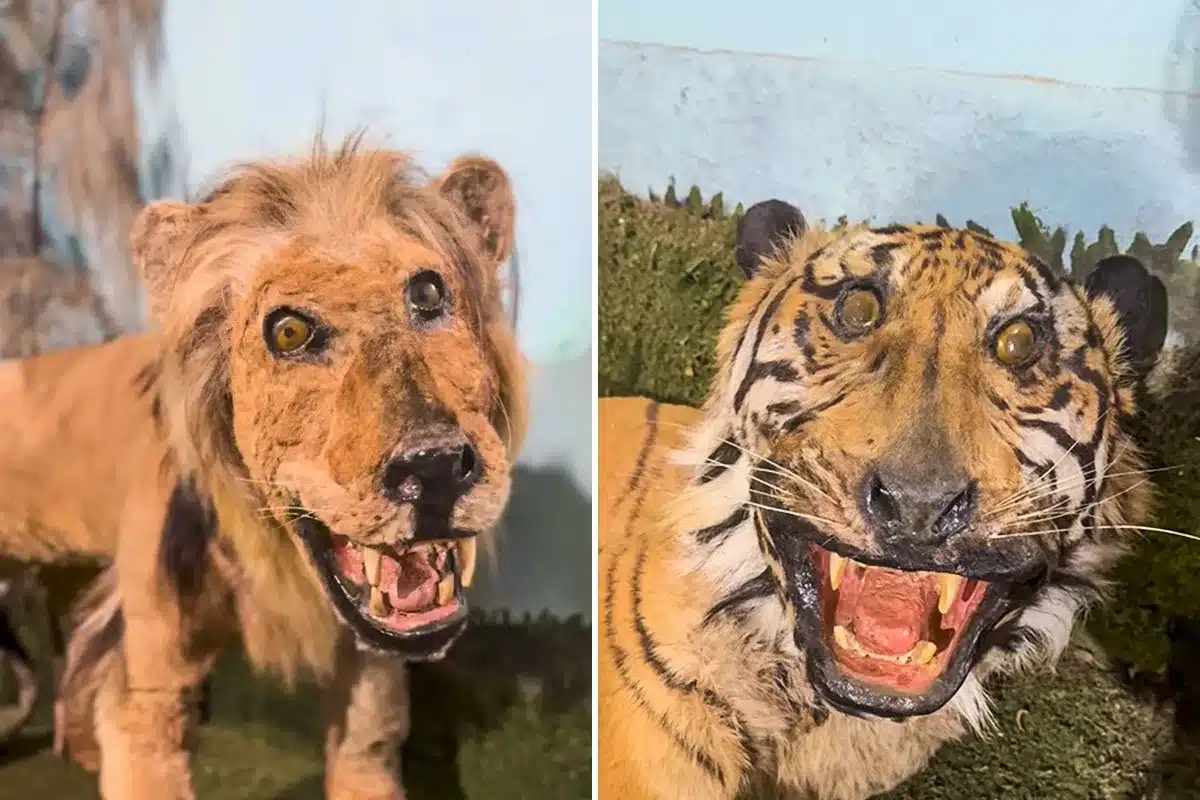 Dos chicas acuden a un museo de historia natural y descubren un 'ñigre ...