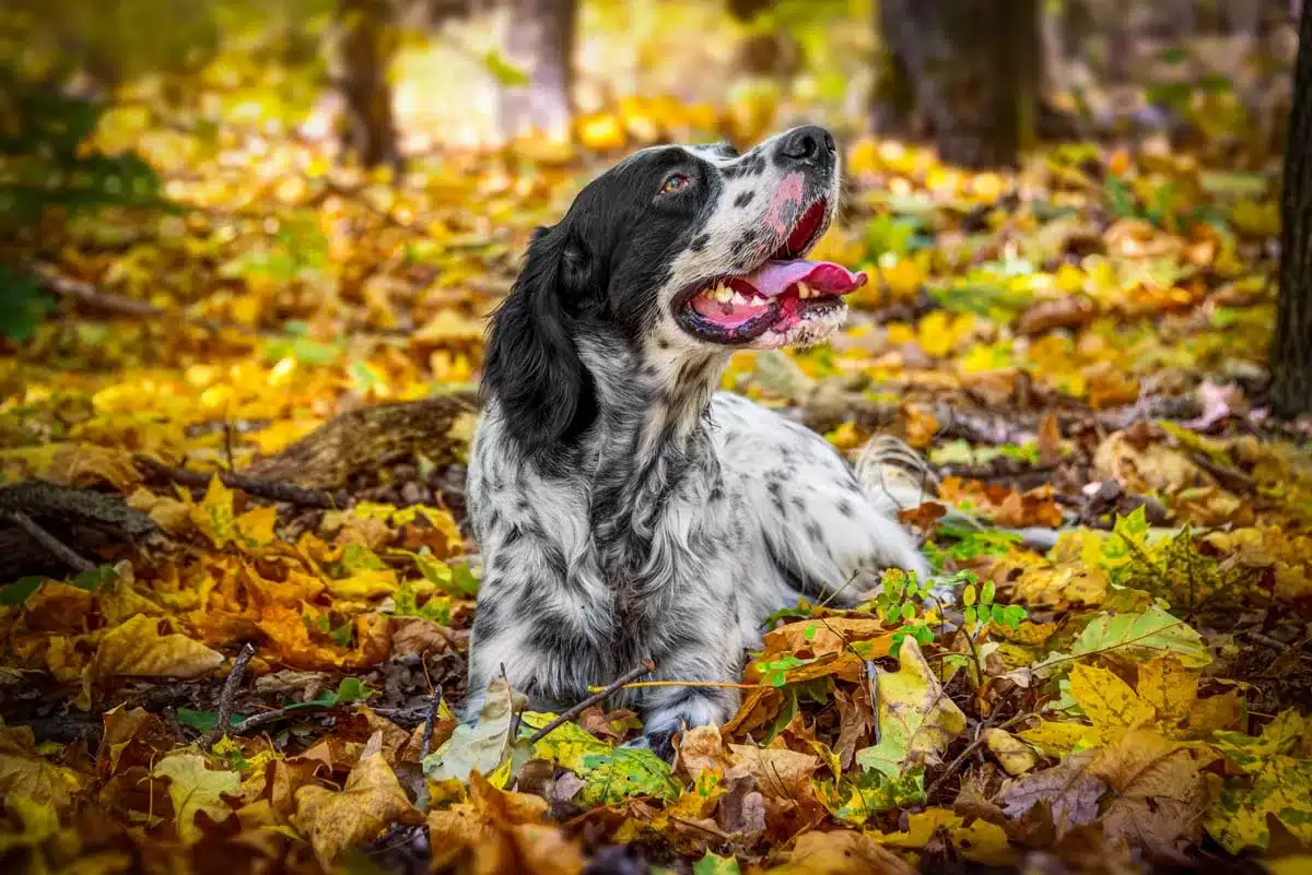 Desarrollan una PCR capaz de rastrear simultáneamente la infección de ...