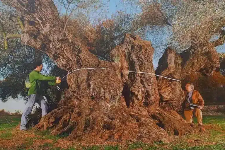 Los romanos plantaron un olivo en Tarragona hace 1.700 años: hoy aún da aceitunas y produce aceite