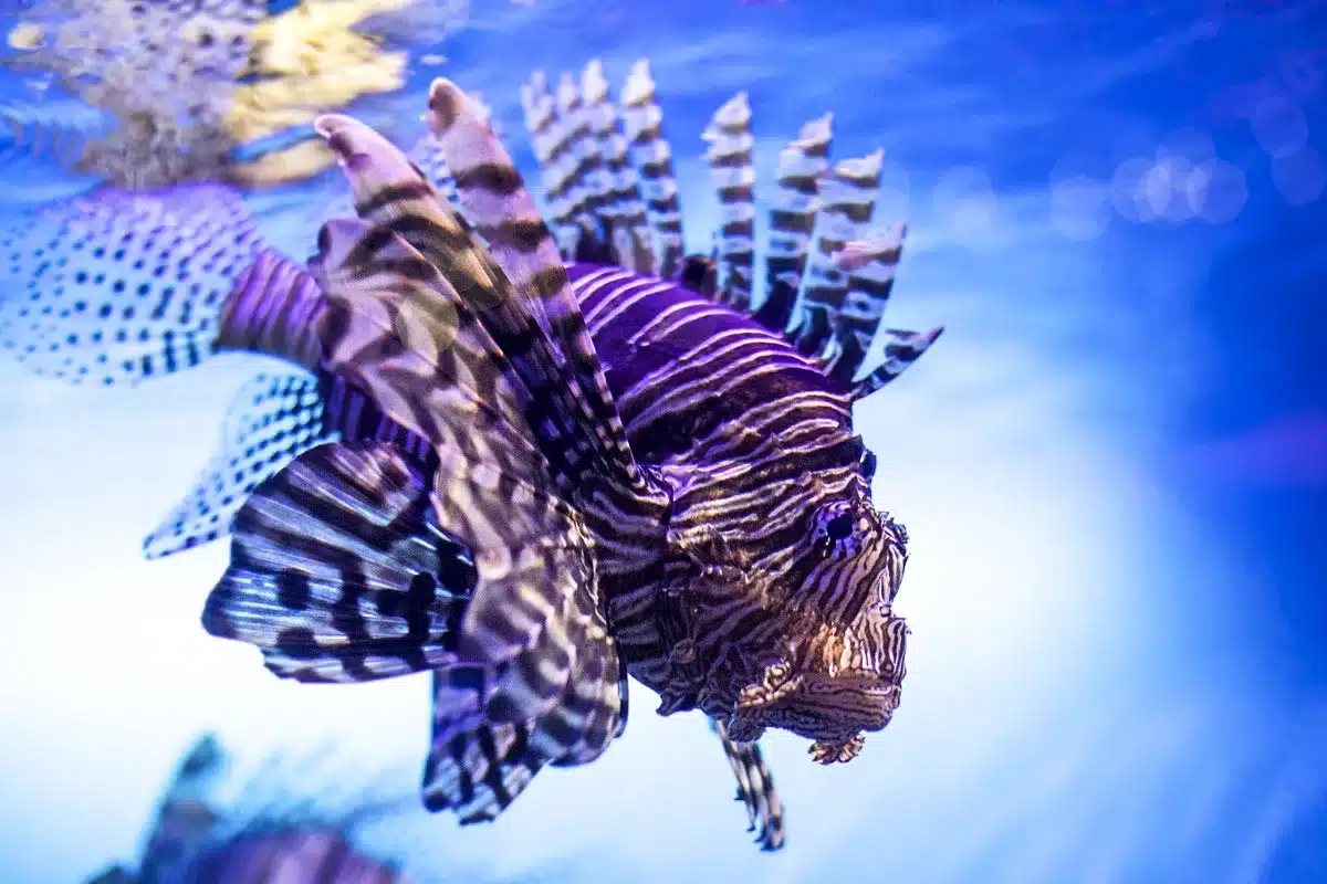 Uno de los peces más invasores que se conocen ya está en el ...