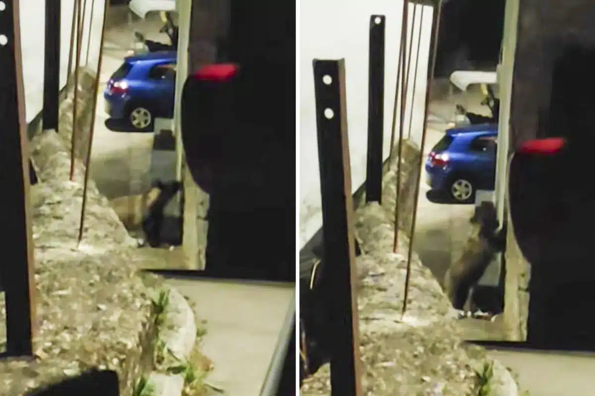 Una asturiana sale a la calle en Cangas del Narcea y se encuentra frente a frente con un oso