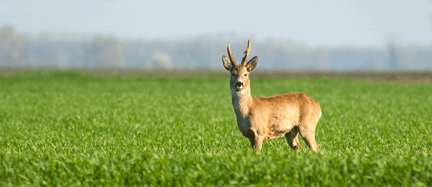 ¿Cómo se valora la belleza en un trofeo de corzo?