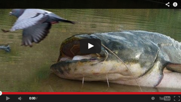 Graban en vídeo las técnicas que los siluros usan para cazar palomas