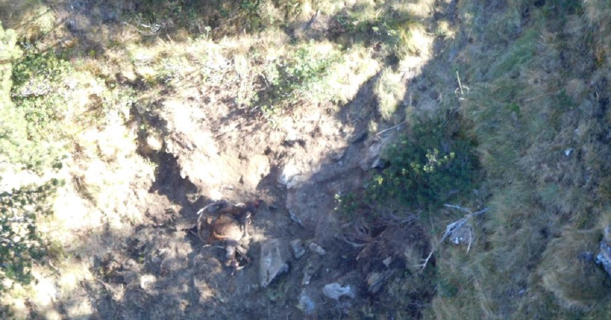 Goiat, un oso liberado en 2016, vigila día y noche el ciervo enterrado ...