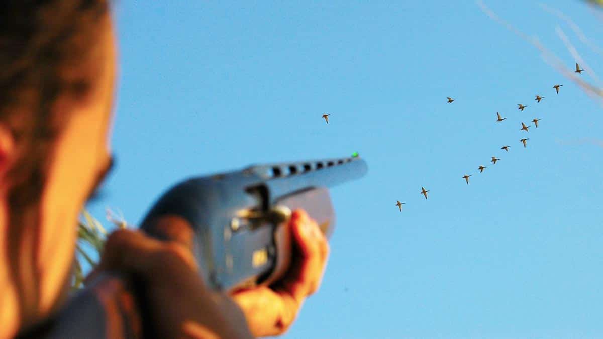 Cacerías de patos: los lances más espectaculares en pantanos, charcas y ...