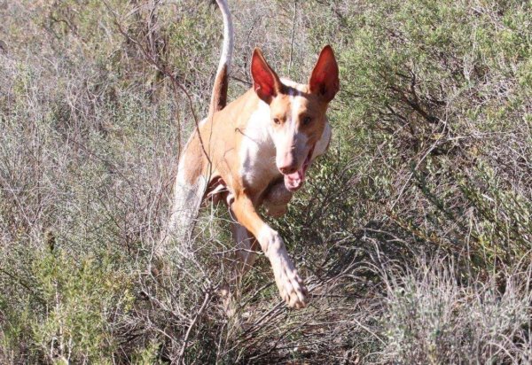 Podenco canario: un fuera de serie en la caza del conejo