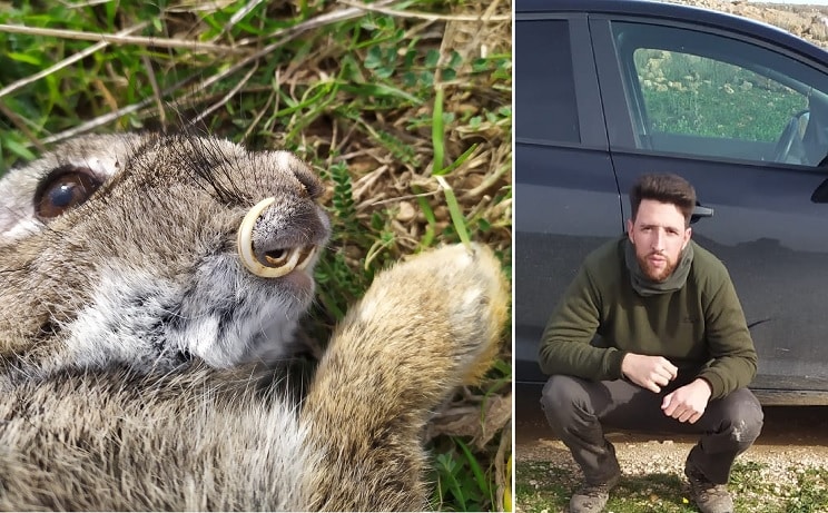 Caza un conejo con un 'colmillo retorcido' que da la vuelta completa