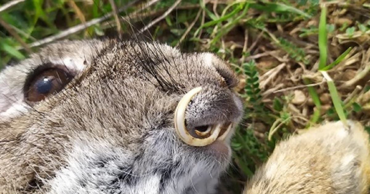 Caza un conejo con un 'colmillo retorcido' que da la vuelta completa