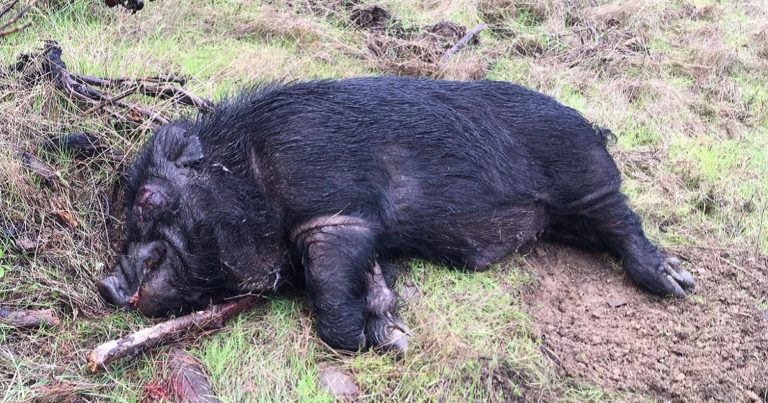 Localizan un híbrido de cerdo vietnamita salvaje horroroso que podría ...