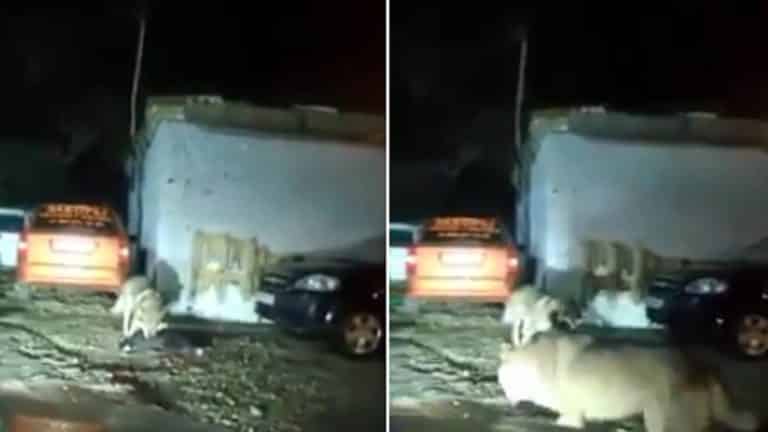 No, esto no son lobos matando a un perro en un pueblo