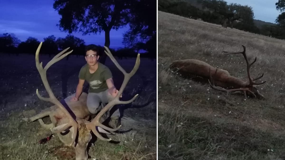 Cazan al gran venado que habían seguido desde que comenzó a formarse su ...